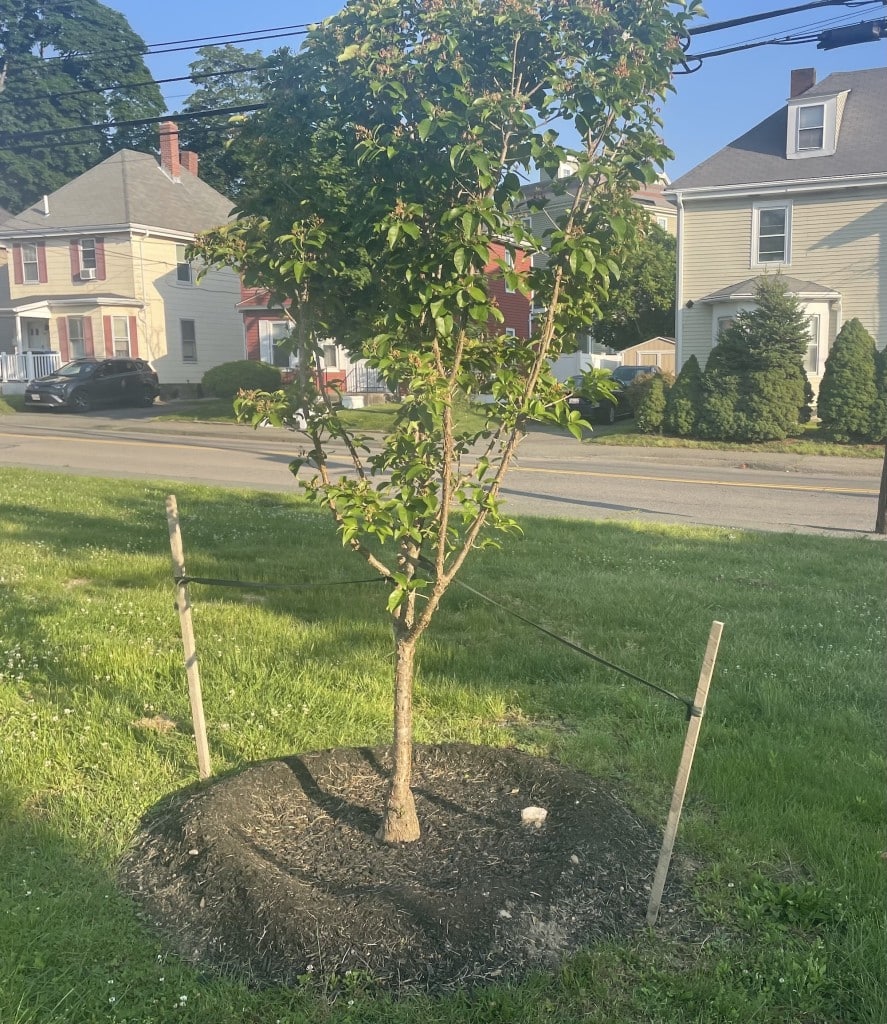 Free tree-planting program takes root in Waltham – Waltham Times