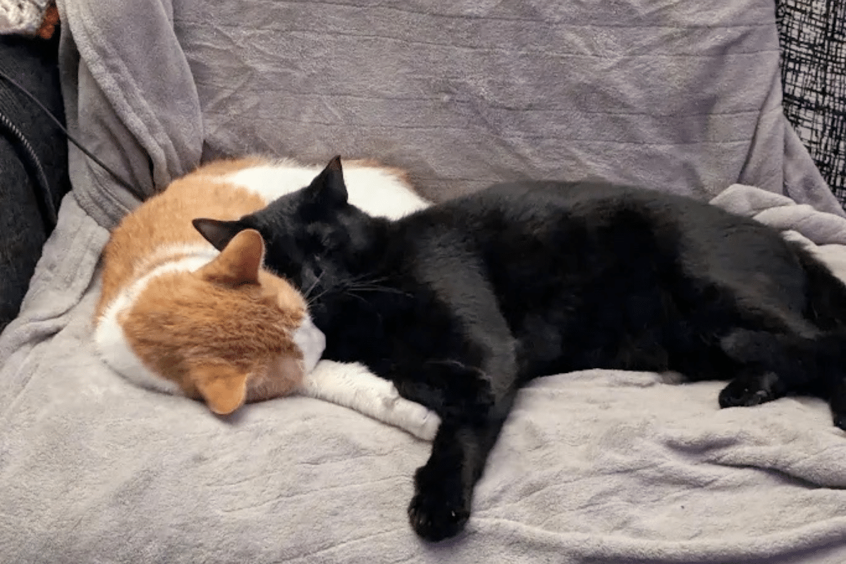 Cat Connection helping kitties find ‘furever’ homes for 25 years ...