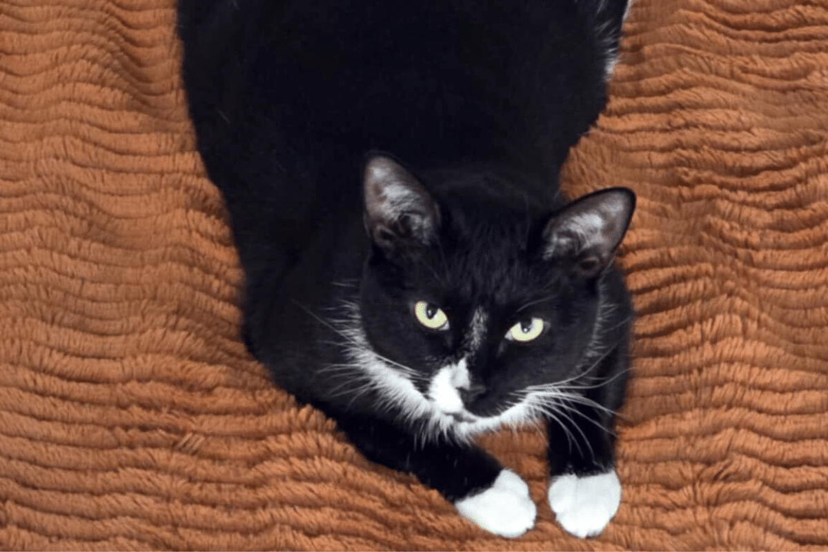 Cat Connection helping kitties find ‘furever’ homes for 25 years ...