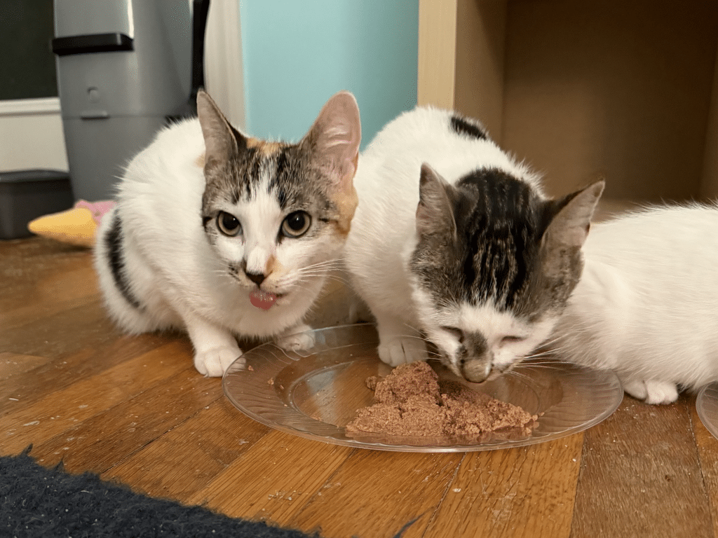 Royal cat sisters Celestia and Luna – Waltham Times